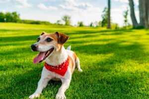 El Mejor Césped o Zacate Sintético Artificial en Costa Rica. Llámenos.